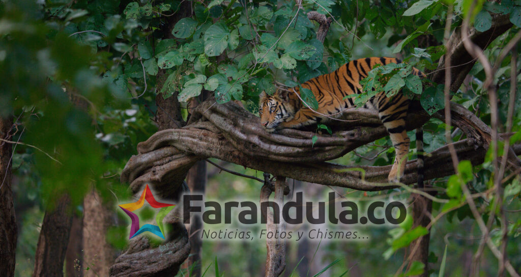 ‘TIGRES’, nueva película de Disneynature pronto en Disney+